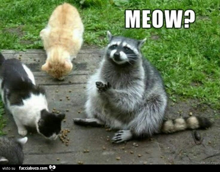 Tutti i meme sui Procioni - Facciabuco.com